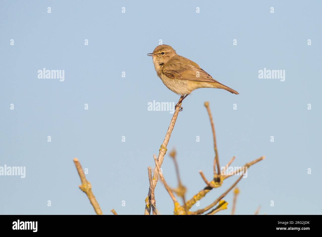 Tjiftjaf, Common Chiffchaff, Phylloscopus collybita Stock Photo - Alamy