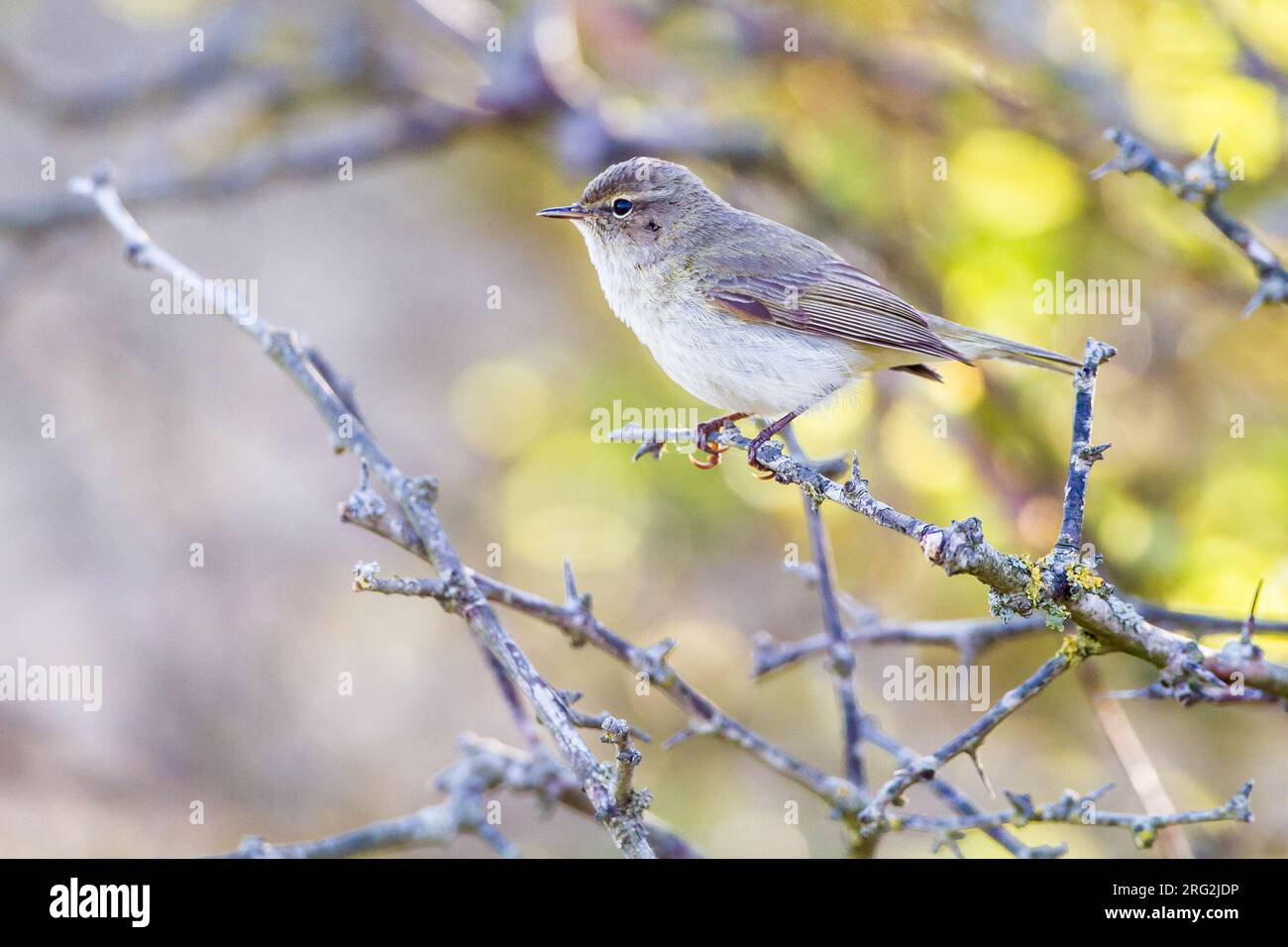 Tjiftjaf, Common Chiffchaff, Phylloscopus collybita Stock Photo - Alamy
