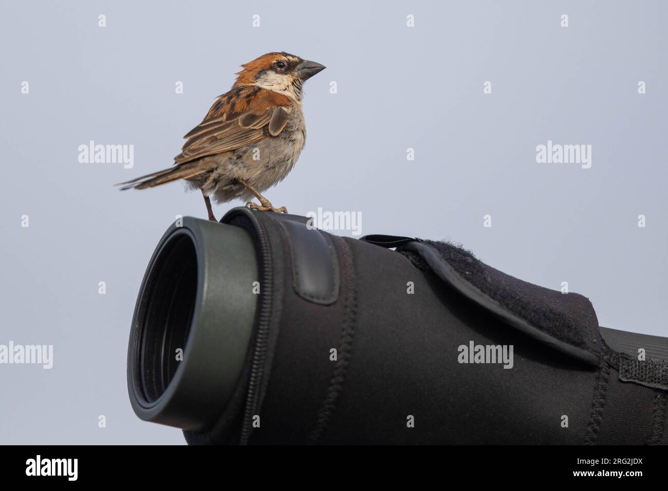 Male Iago Sparrow (Passer iagoensis) perched on a telescope, with a ...