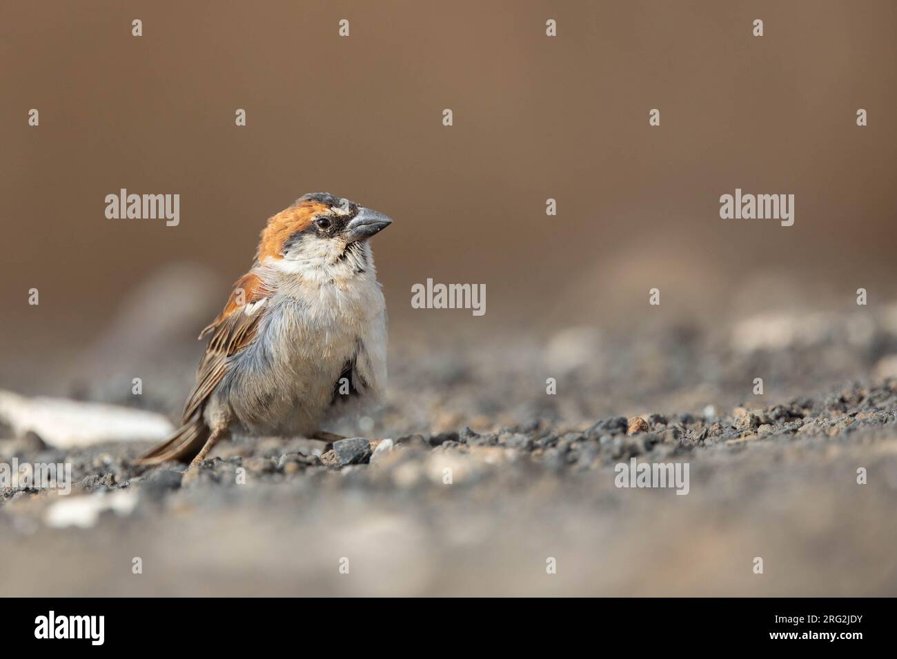 Male Iago Sparrow (Passer iagoensis) sitting on the ground, with a ...