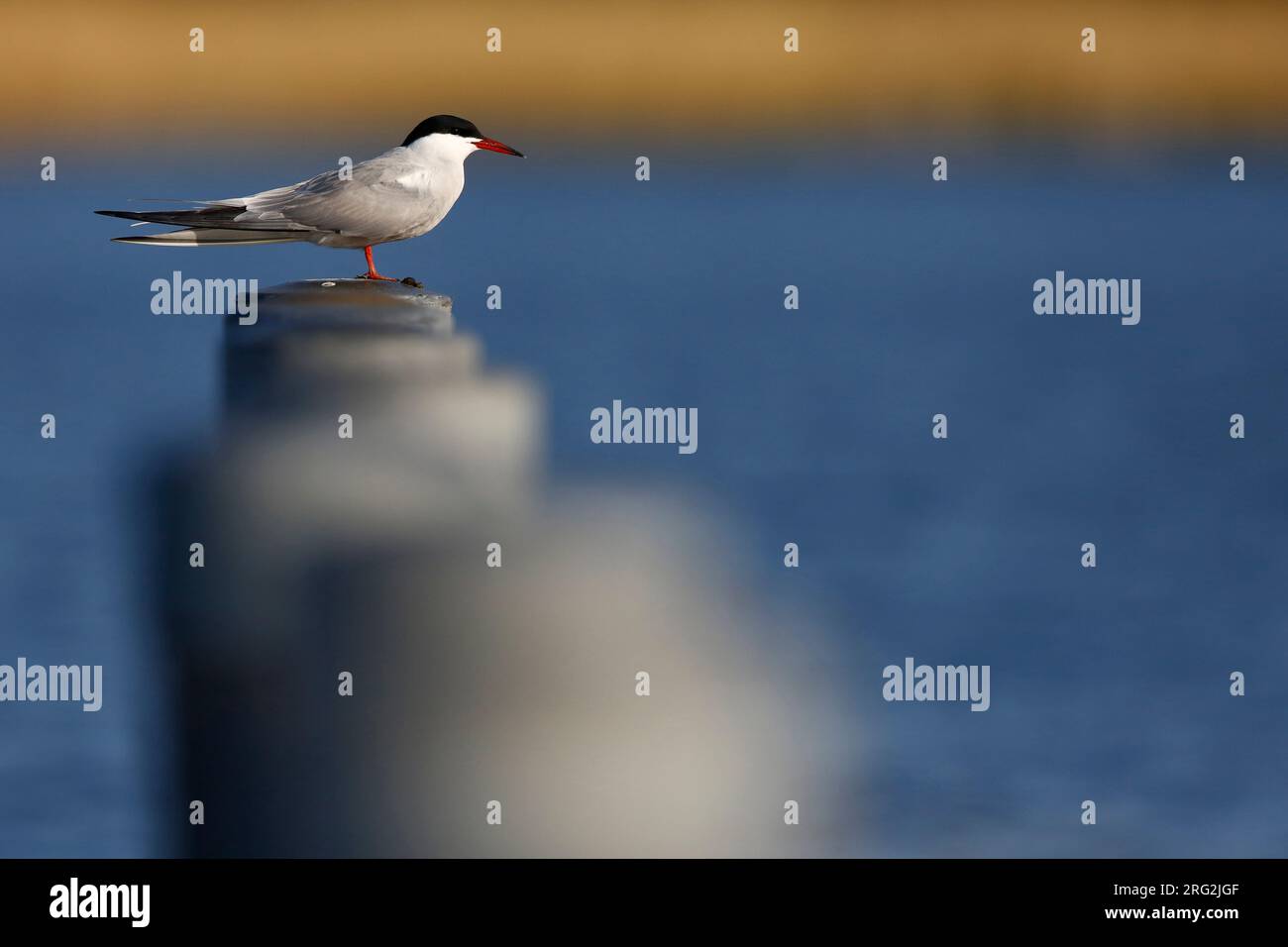Visdief; Common Tern Stock Photo - Alamy