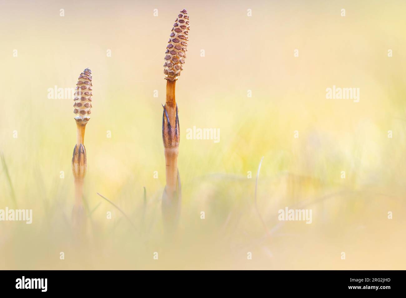 Field horsetail, Heermoes, Equisetum arvense Stock Photo - Alamy