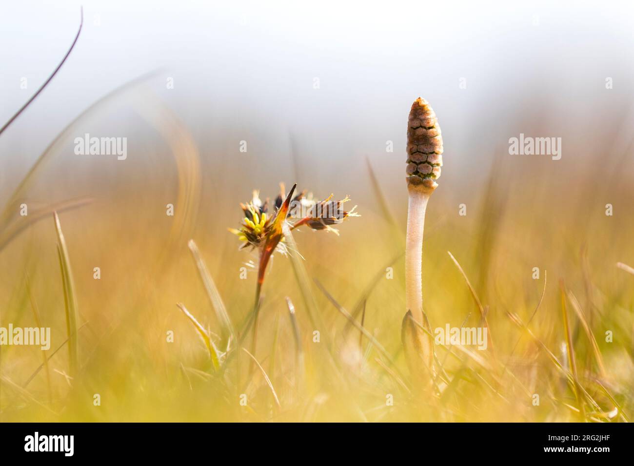 Field horsetail, Heermoes, Equisetum arvense Stock Photo - Alamy