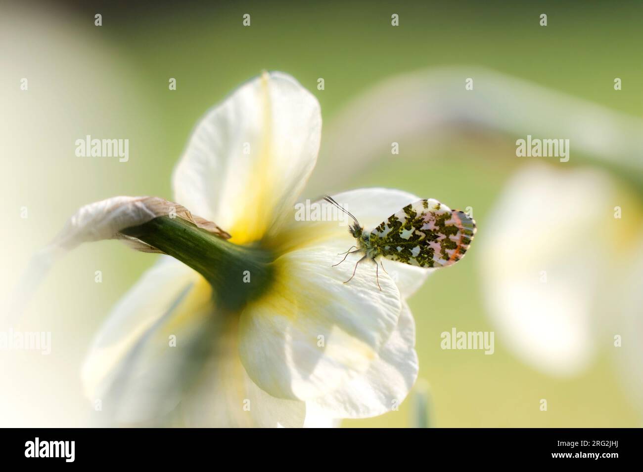 Insects netherlands male hi-res stock photography and images - Alamy