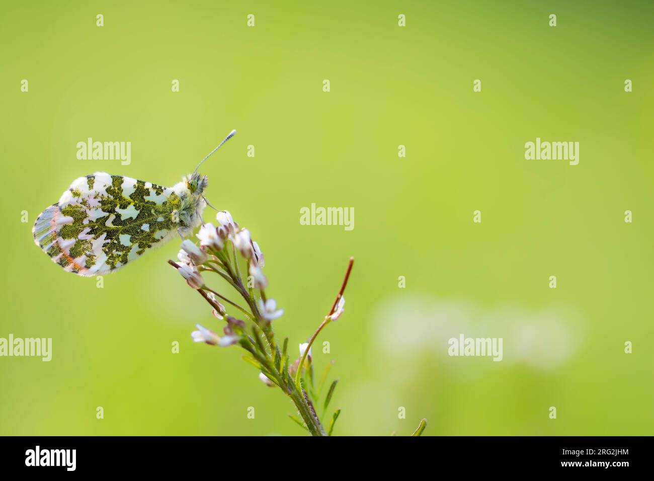 Insects netherlands male hi-res stock photography and images - Alamy