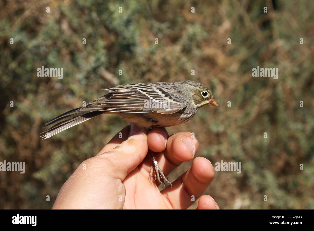 Second calender year female Ortolan Bunting (Emberiza hortulana) in the ...