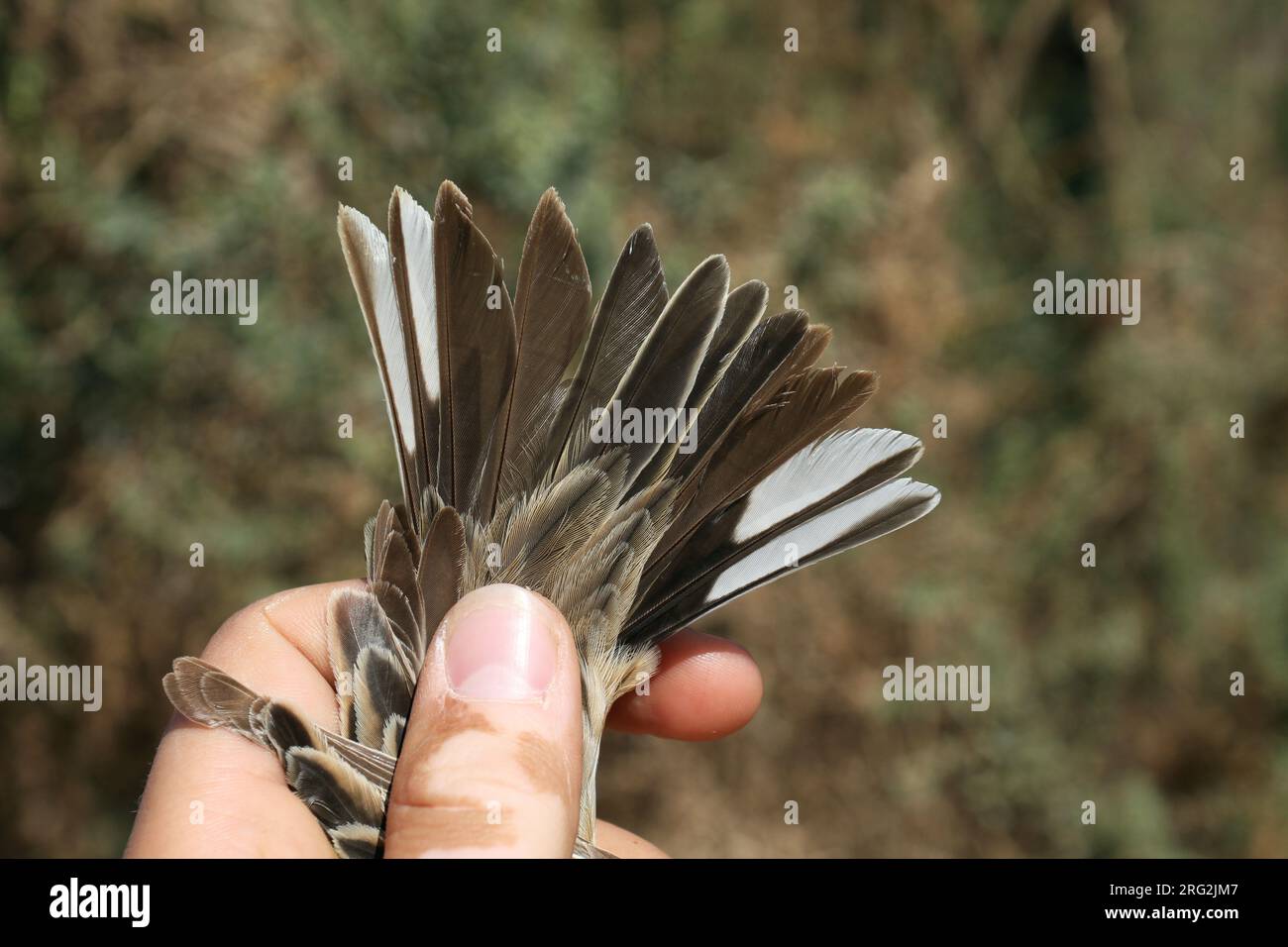 Closeup of tail feathers of a second calender year female Ortolan ...