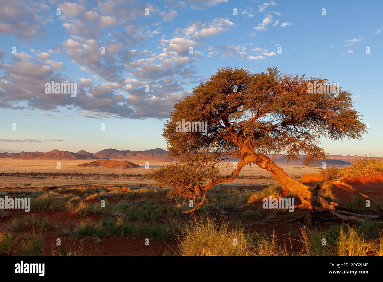 Parc namib naukluft hi-res stock photography and images - Alamy