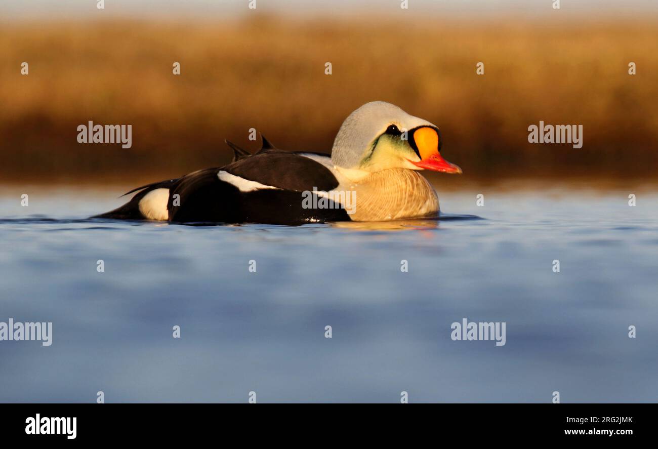 Drake King Eider (Somateria spectabilis) in arctic Alaska, United ...
