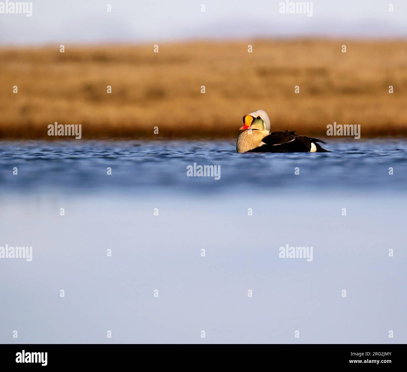 Drake King Eider (Somateria spectabilis) in arctic Alaska, United ...