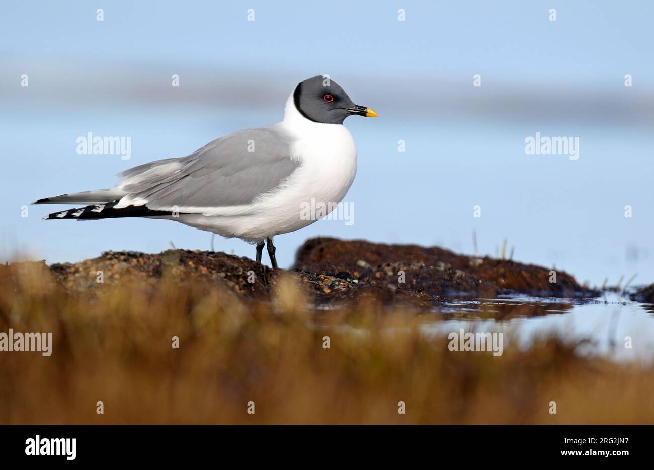 Adult Sabine's Gull (Xema sabini) during the breeding season on the ...