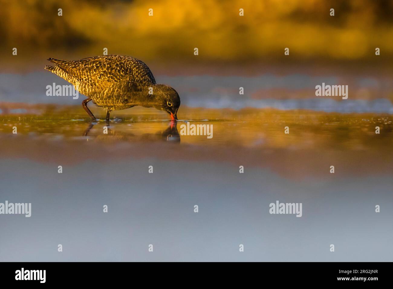 Adult breeding plumage Spotted Redshank (Tringa erythropus) in Italy ...