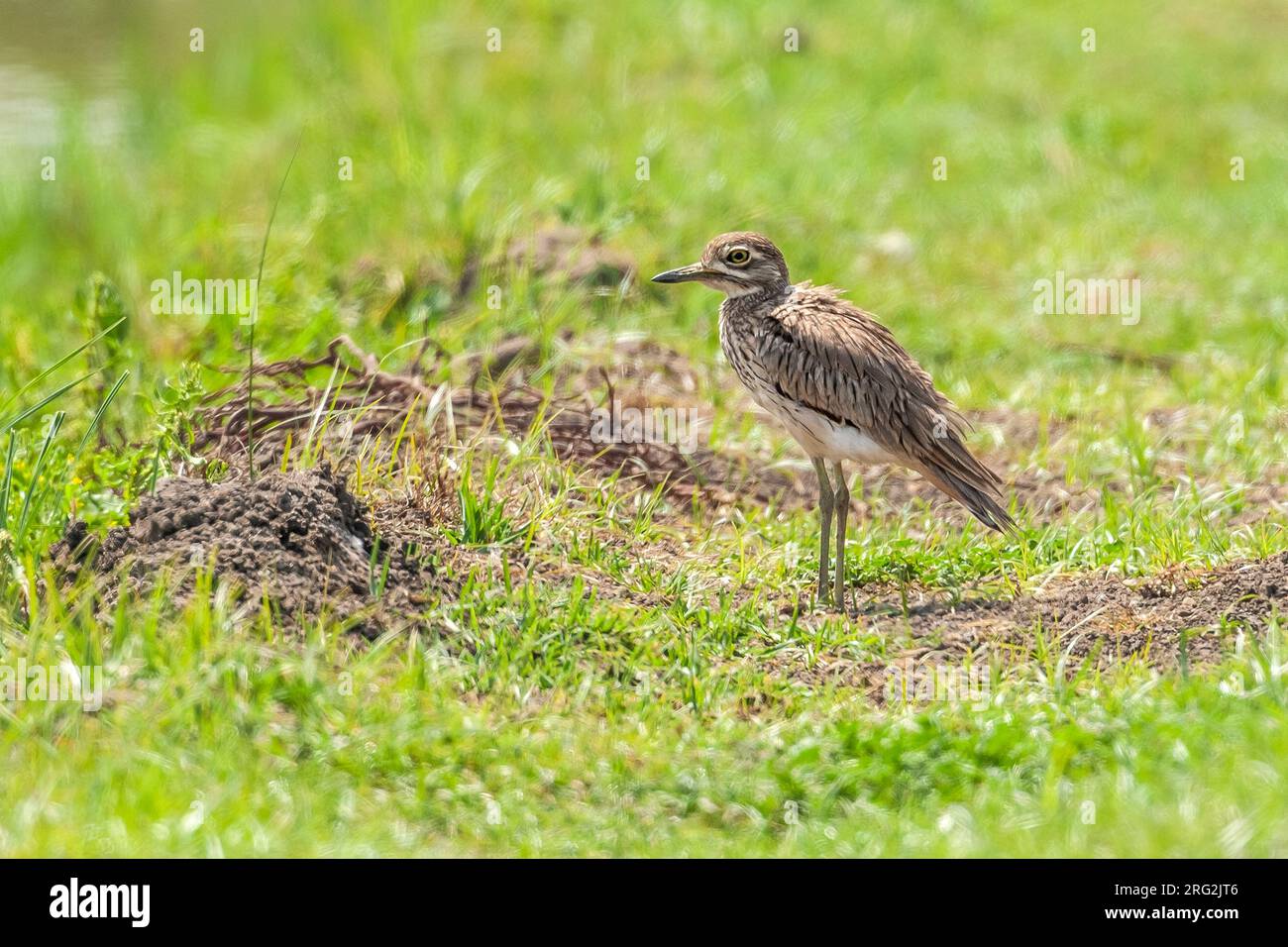 Senegal Thick-knee (Burhinus senegalensis) aka Senegal Stone-Curlew ...