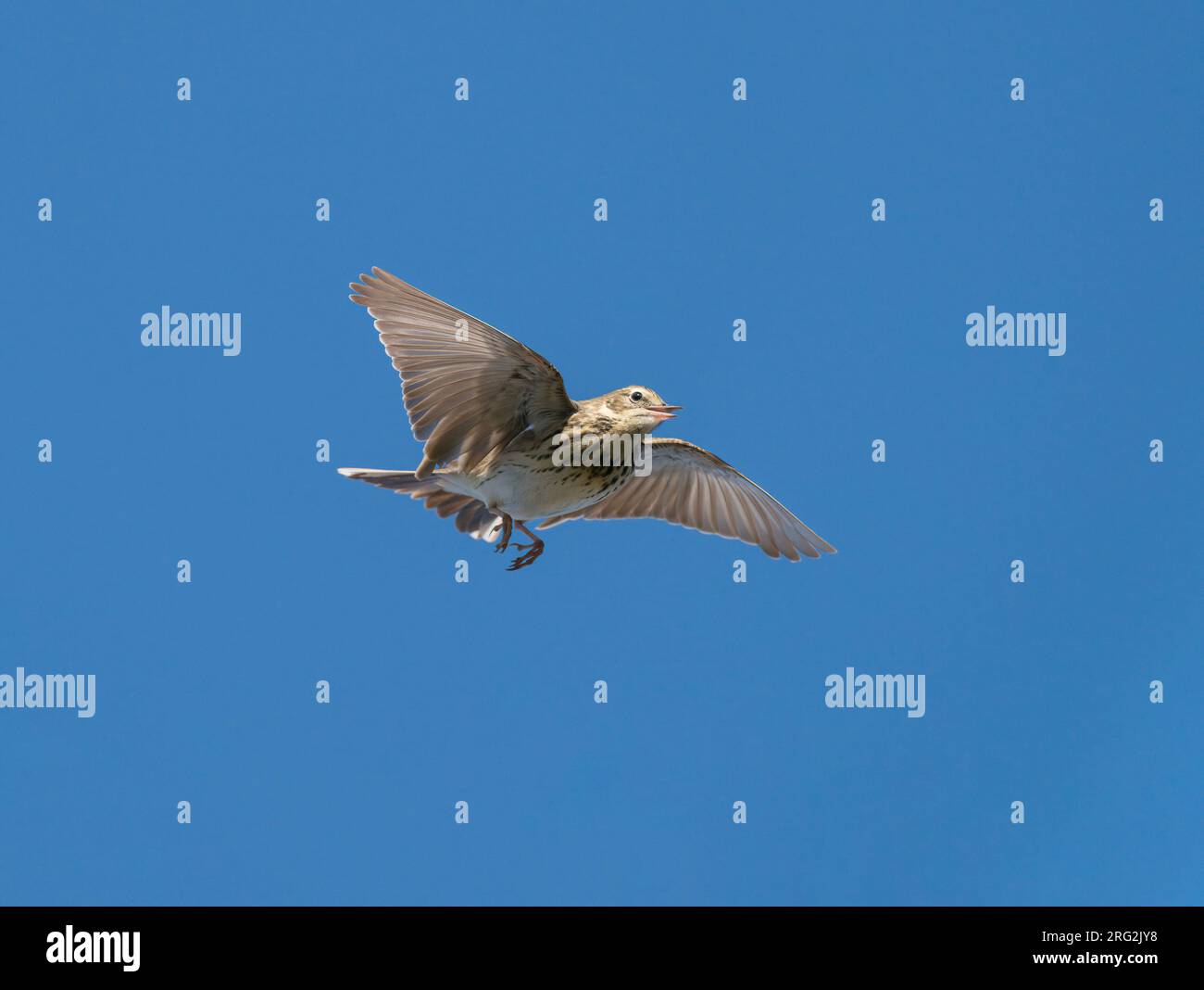 Tree pipit song flight hi-res stock photography and images - Alamy