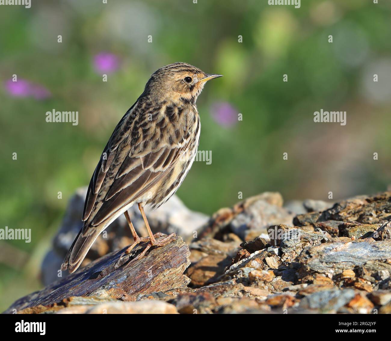 Showing red rump hi-res stock photography and images - Alamy