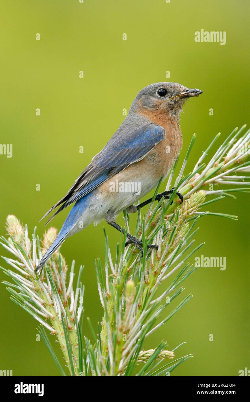 Adult female Eastern Bluebird, Sialia sialis Montgomery Co., Texas, USA ...
