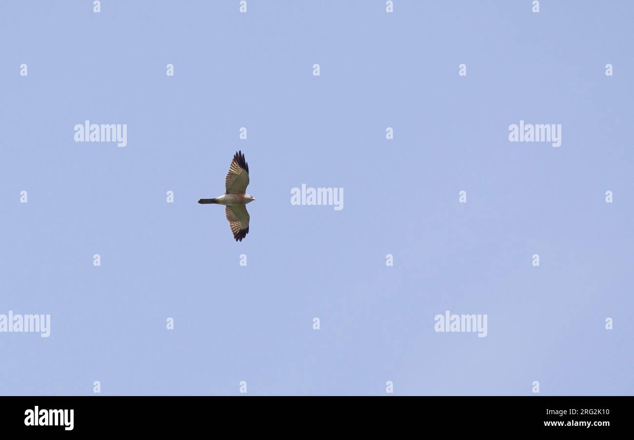 Chinese Sparrowhawk (Accipiter soloensis) migrating over Kaeng Krachan ...