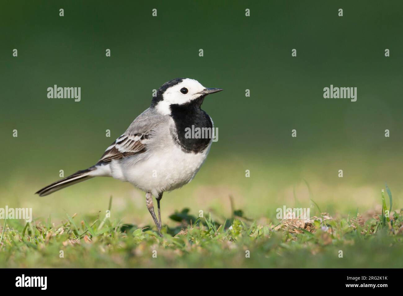 White Wagtail - Bachstelze - Motacilla alba ssp. alba, Germany, male ...