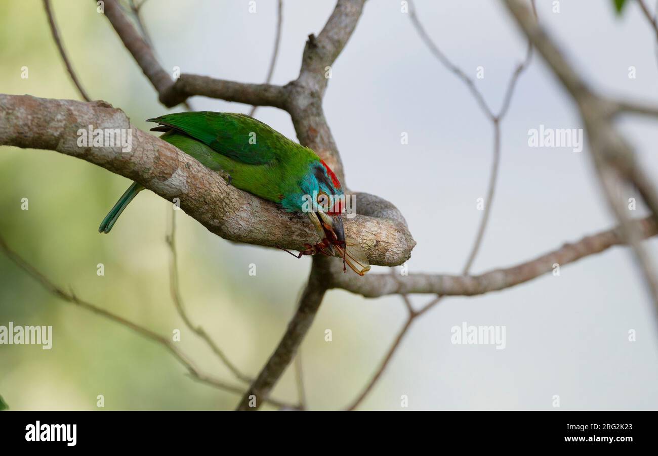 Blue-throated Barbet (Psilopogon asiaticus davisoni) perched bird ...