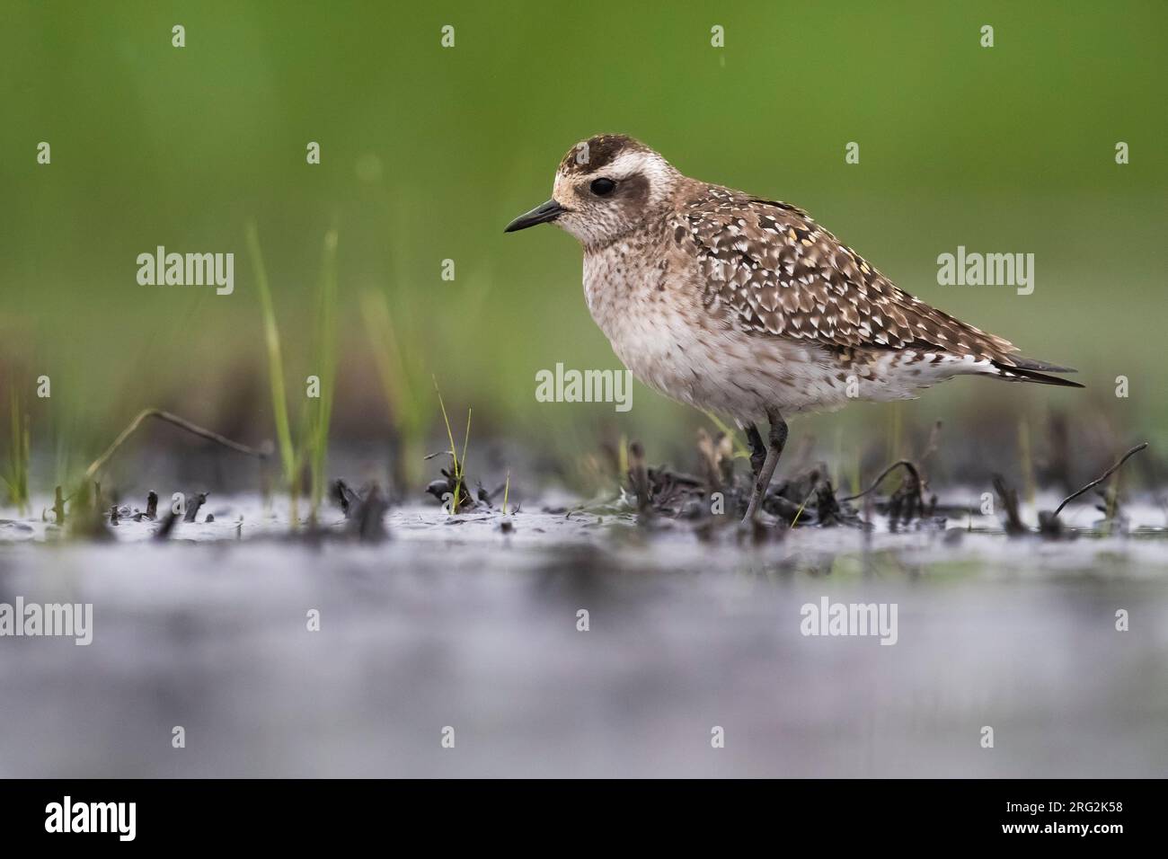 Subadult American Golden Plover (Pluvialis dominica) during spring in ...