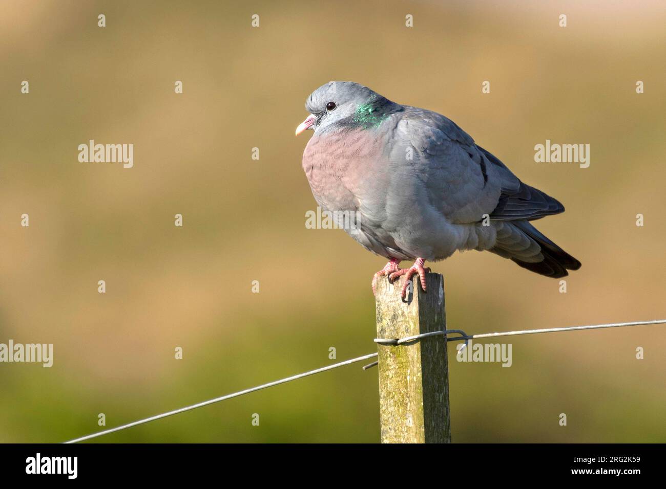 A solitary Stock Dove is sitting on a fence pole against a clear green ...