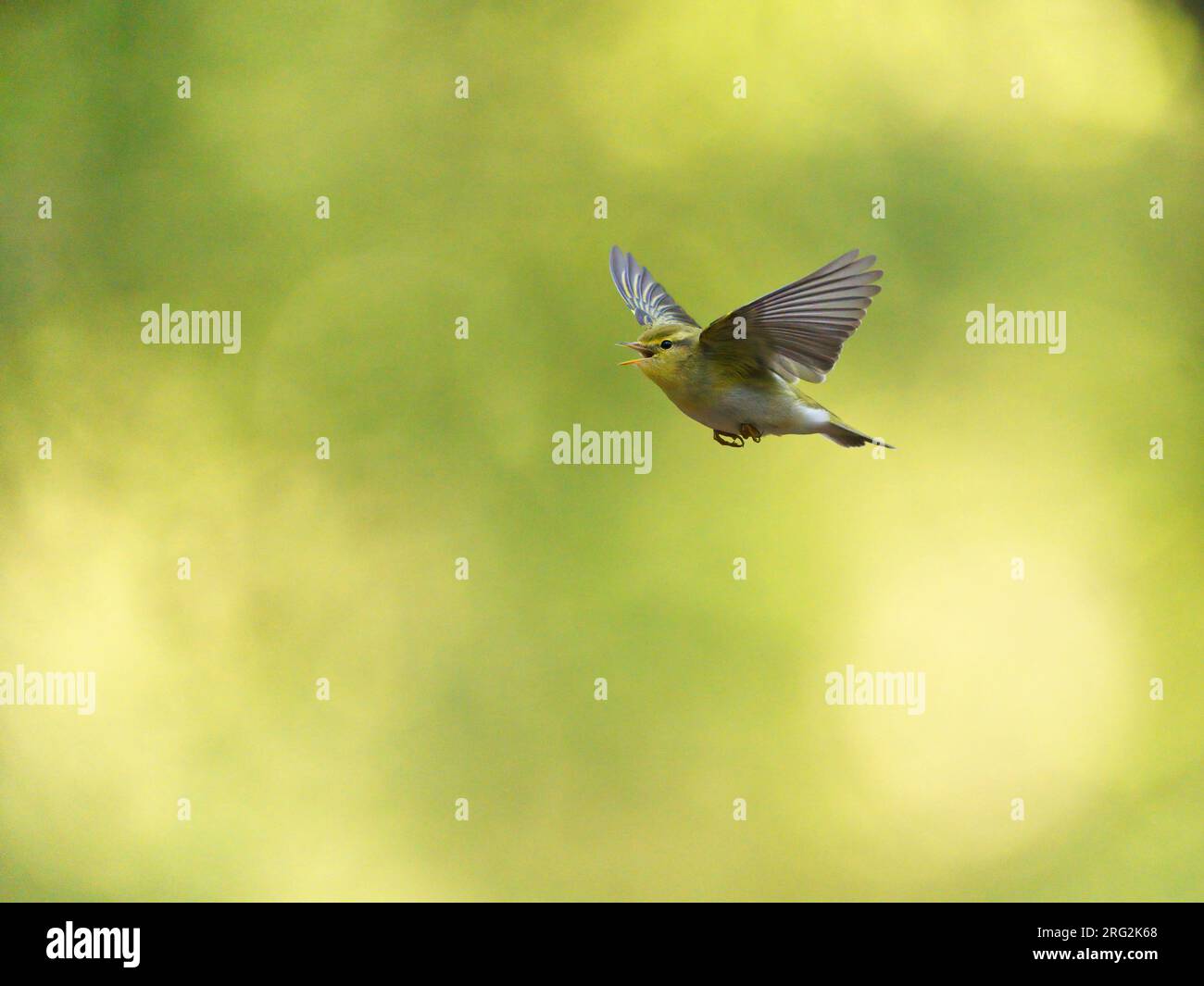Singing and flying Wood Warbler (Phylloscopus sibilatrix) in song ...