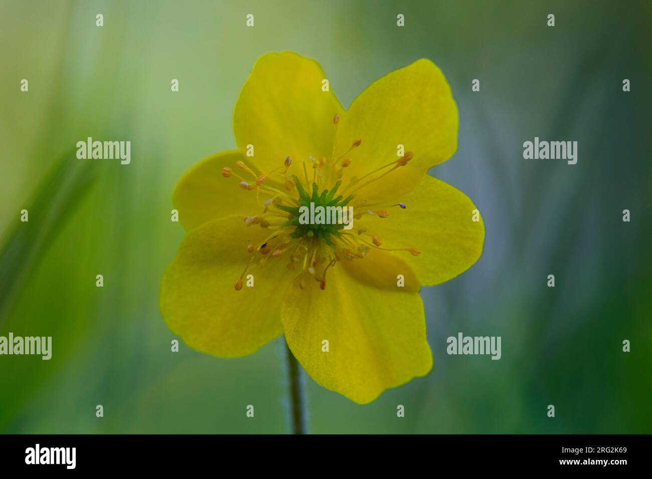 Yellow Anemon, Gele anemoon, Anemone ranunculoides Stock Photo - Alamy