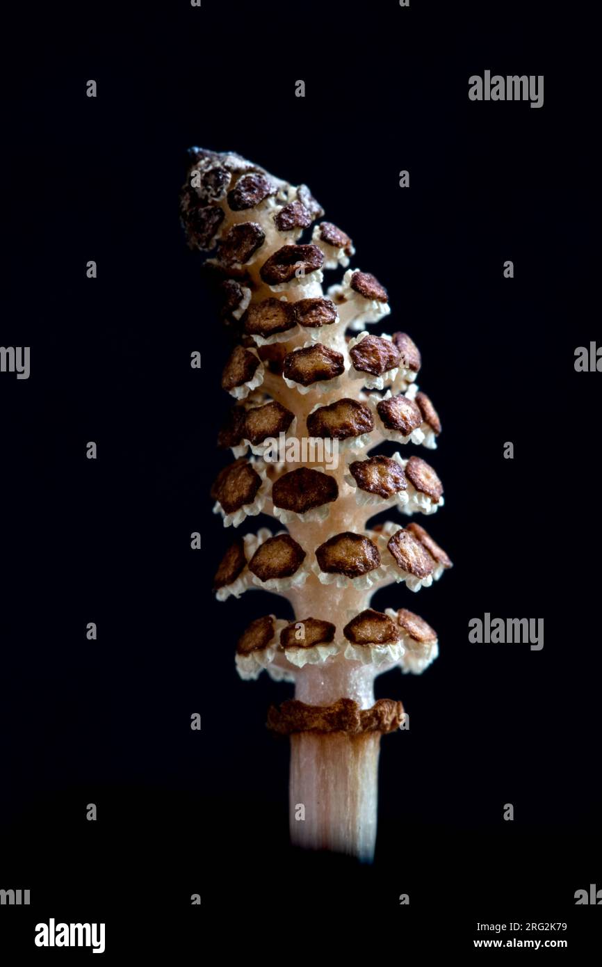 Field horsetail, Heermoes, Equisetum arvense Stock Photo - Alamy
