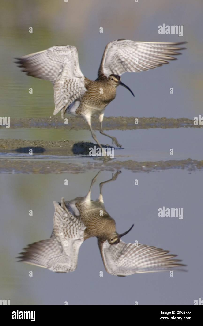 Landende Regenwulp; Landing Eurasian Wimbrel Stock Photo - Alamy