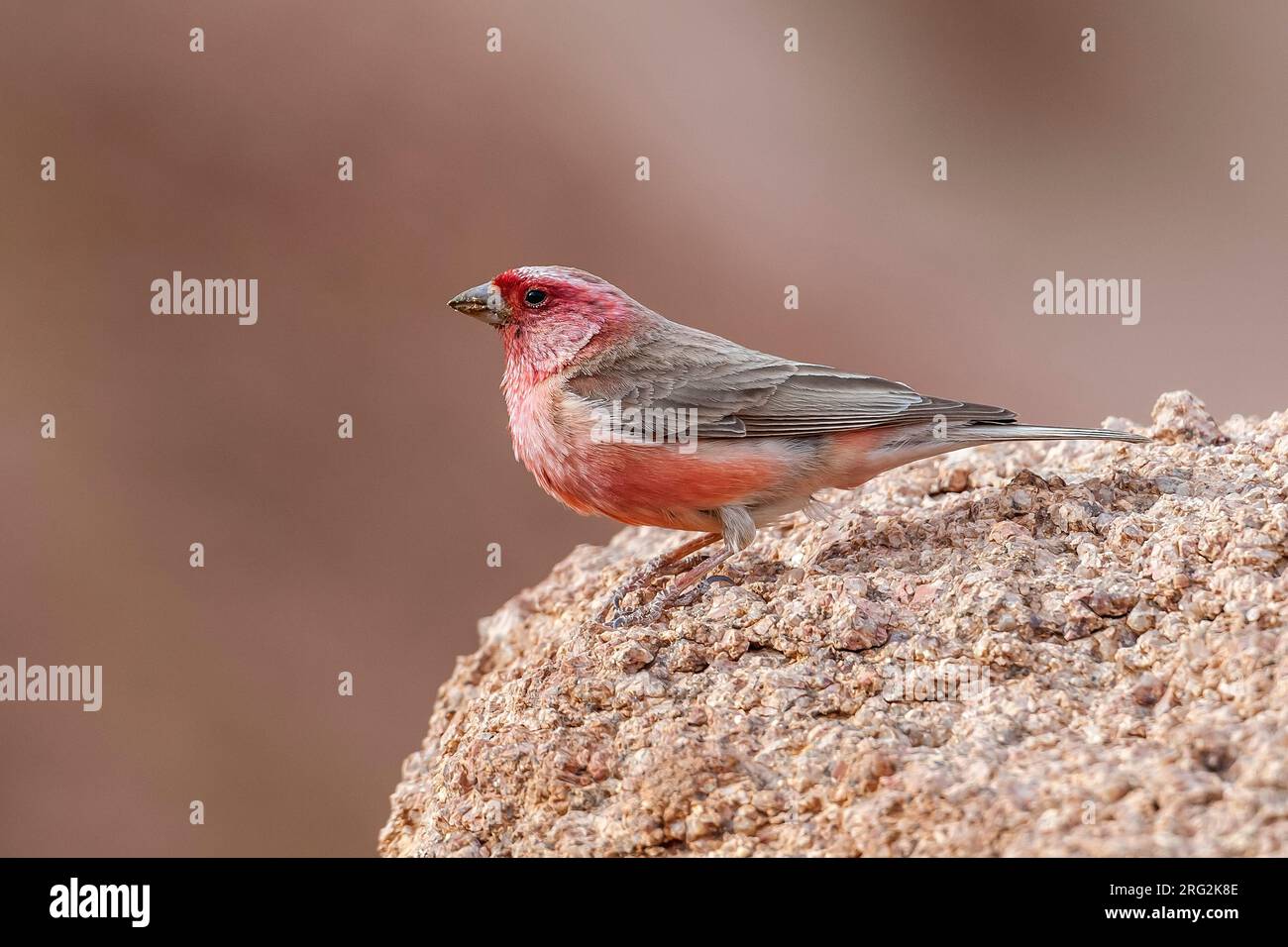 Adult male Sinai rosefinch (Carpodacus synoicus) sitting on a rock in ...