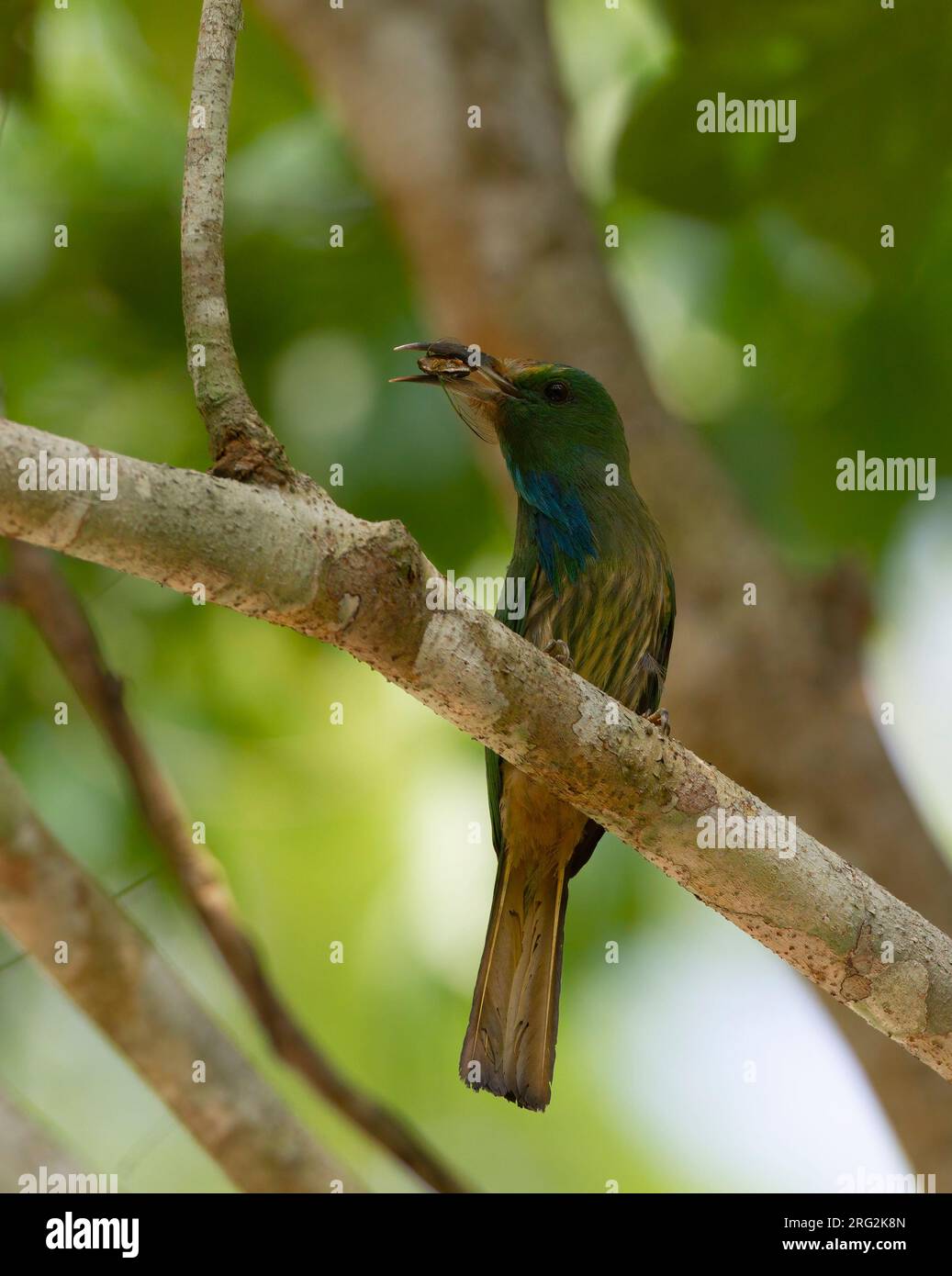 Blue-bearded Bee-eater (Nyctyornis athertoni) adult with insect in beak ...