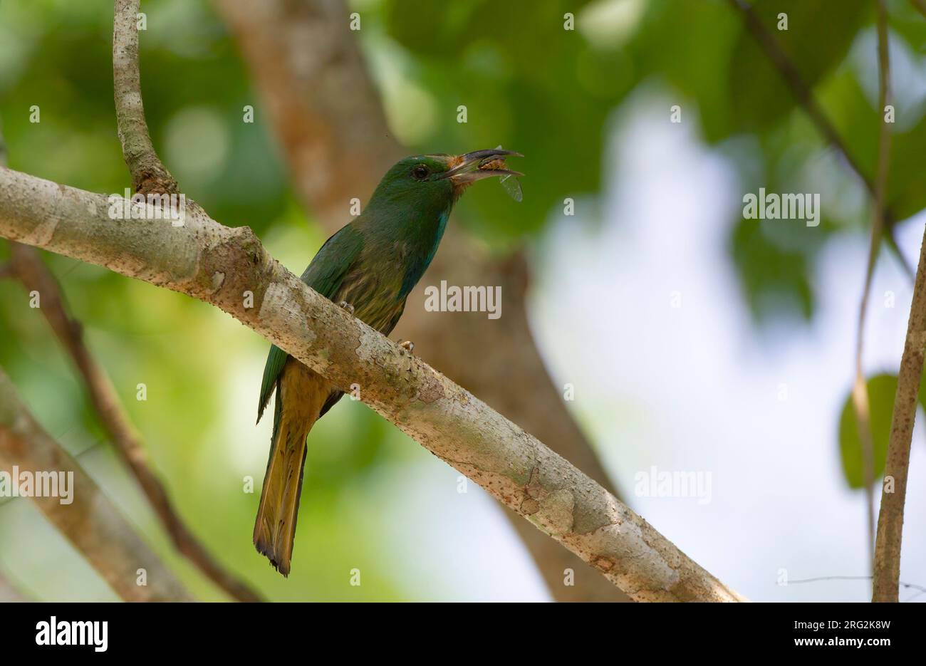 Blue-bearded Bee-eater (Nyctyornis athertoni) adult with insect in beak ...
