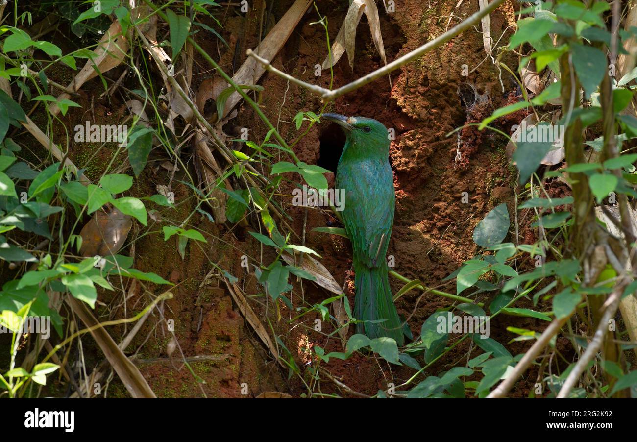 Blue-bearded Bee-eater (Nyctyornis athertoni) adult next to nest hole ...