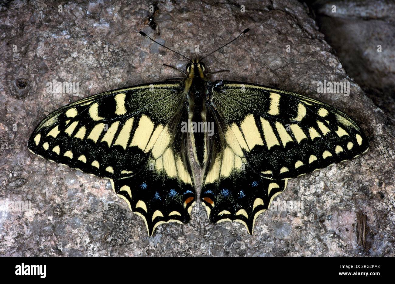 Corsican Swallowtail (Papilio hospiton) resting on a rock. Endemic to ...