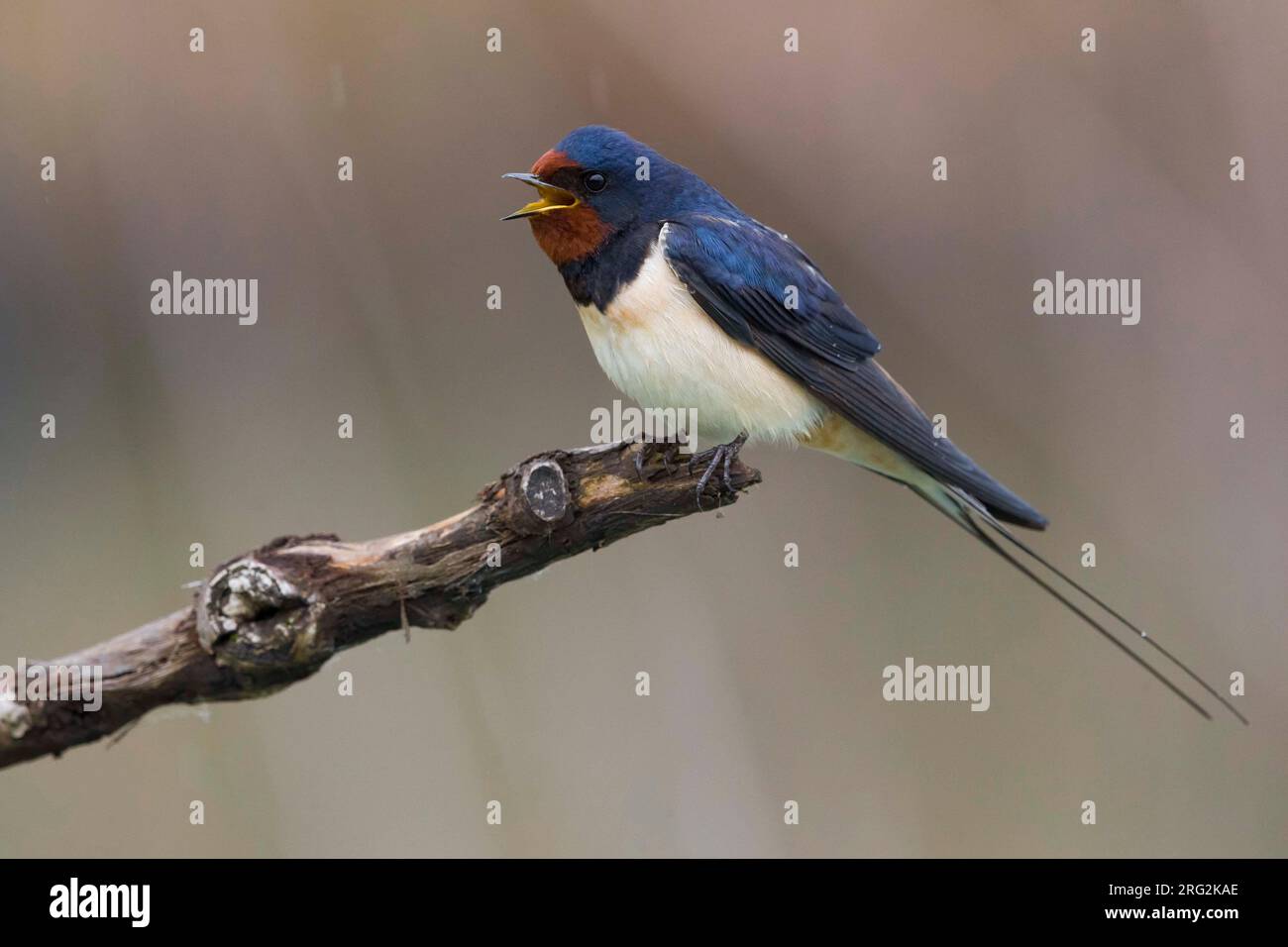 Boerenzwaluw, Barn Swallow Stock Photo - Alamy