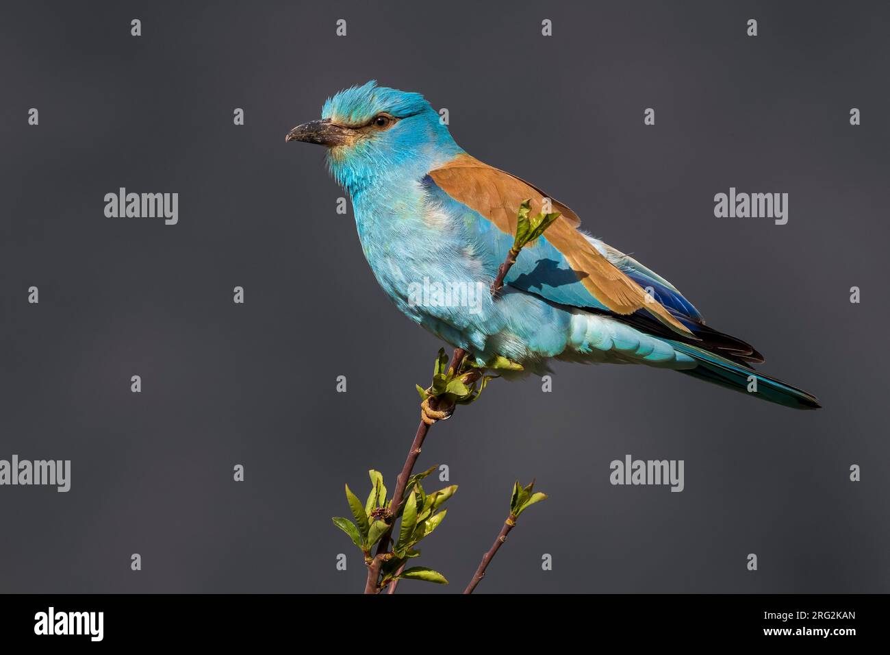 Eurasian roller bird hi-res stock photography and images - Alamy