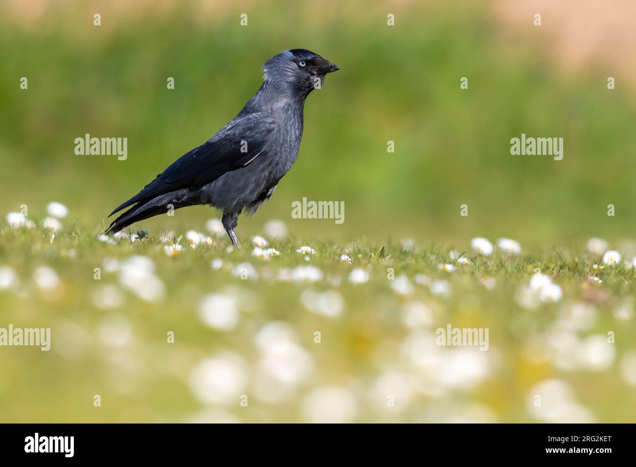 Spermologus hi-res stock photography and images - Alamy