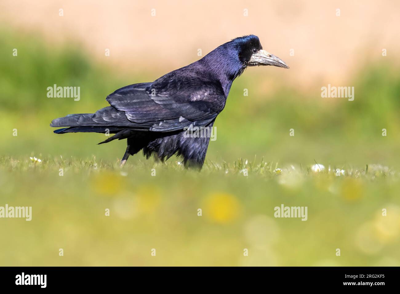 Adult Rook (Corvus frugilegus frugilegus) on the grass in Leefdael ...