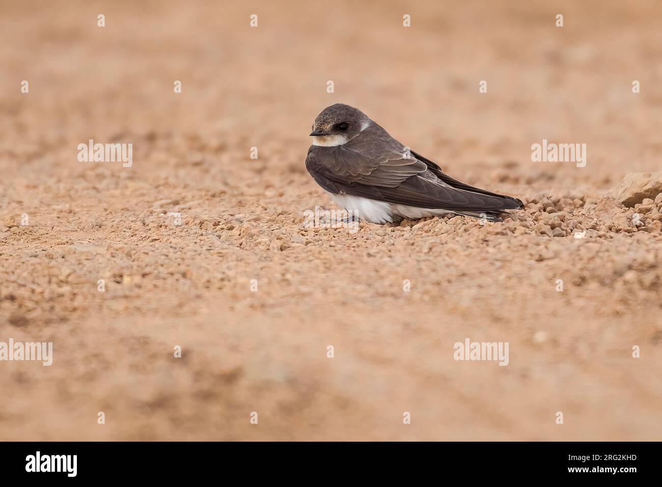 Sand Martin (Riparia riparia shelleyi) sitting on the ground in Sinai ...