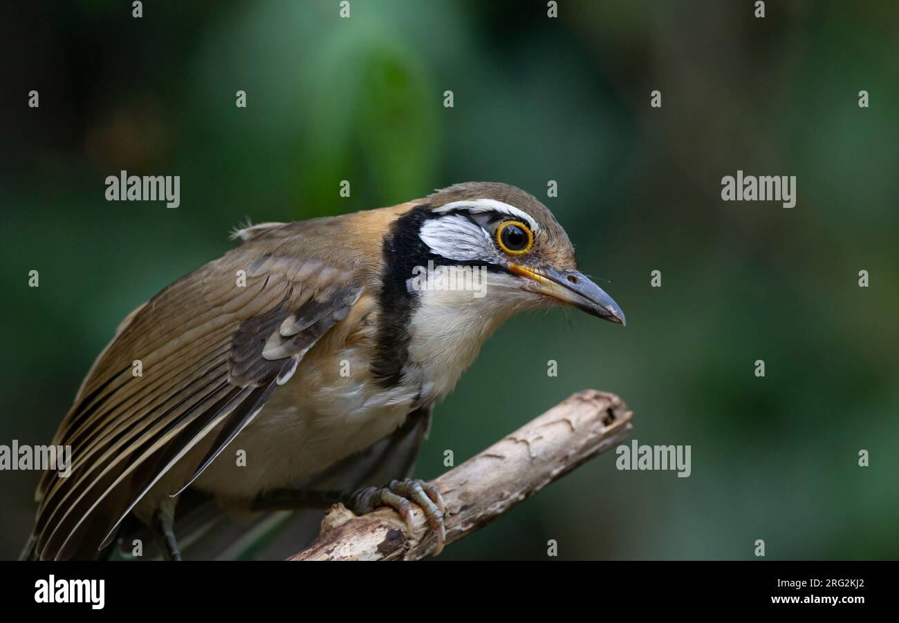 Greater Necklaced Laughingthrush (Pterorhinus pectoralis) at Kaeng ...