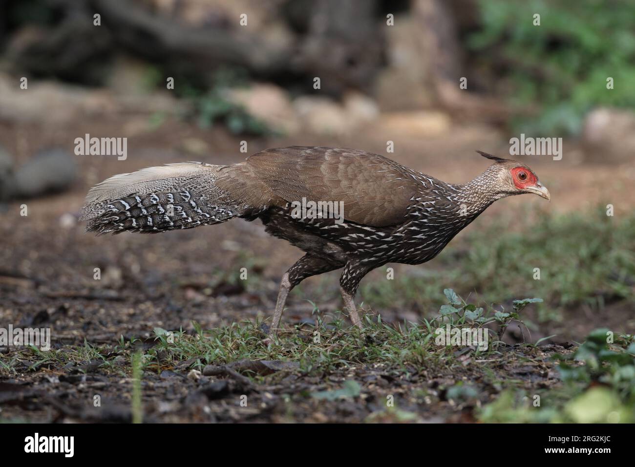Kalij Pheasant (Lophura leucomelanos lineata) female at Kaeng Krachan ...