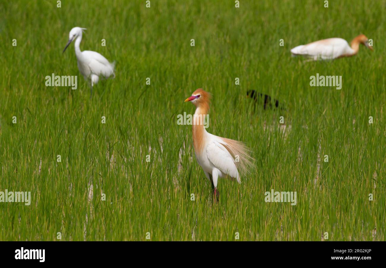 Eastern Cattle Egret (Bubulcus coromandus) in rice field in Thailand ...