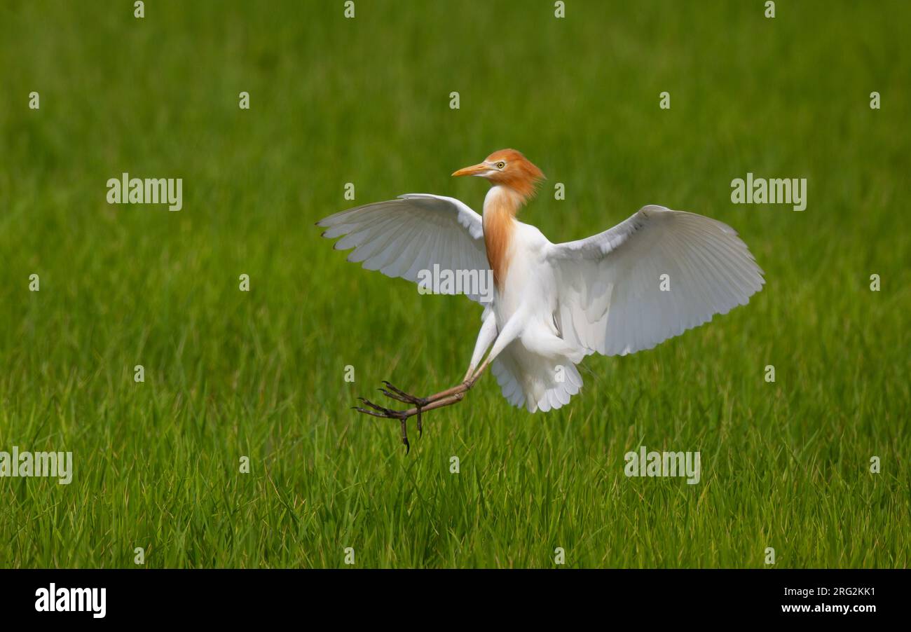 Eastern Cattle Egret (Bubulcus coromandus) in rice field in Thailand ...