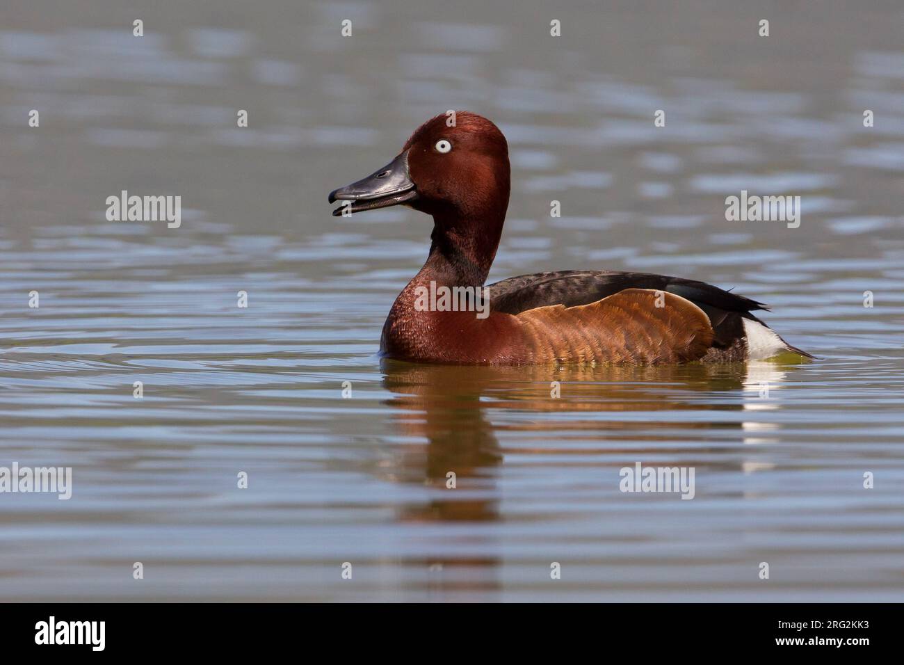 Witoogeend; Aythya nyroca; Ferruginous Duck Stock Photo - Alamy