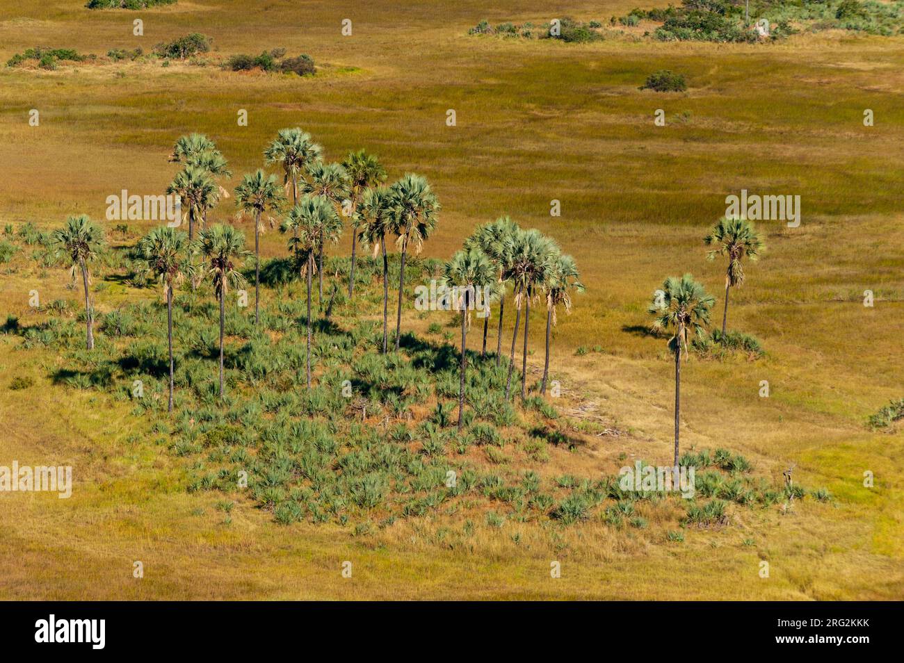 An aerial view of a stand of palm trees in the Okavango Delta. Okavango ...