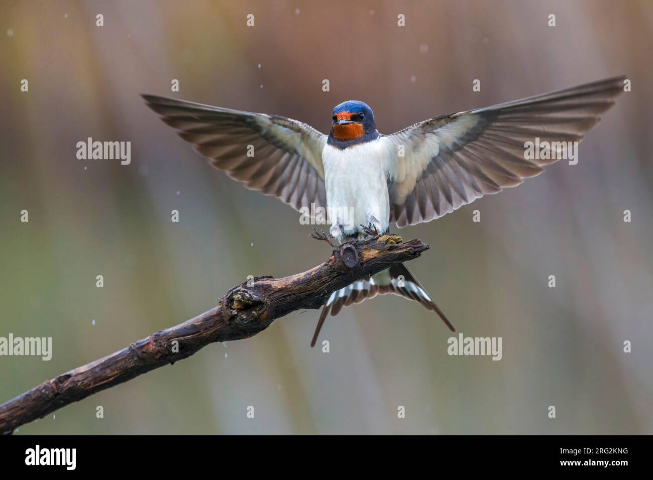 Adult Barn Swallow (Hirundo rustica) landing on a branch in Italy. With ...