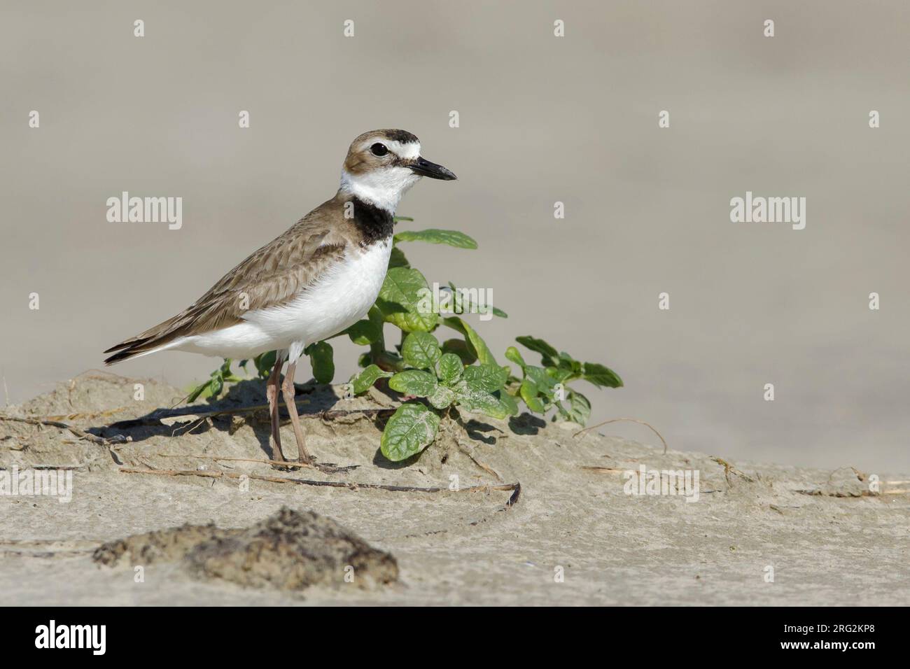 North american wilsons plover hi-res stock photography and images - Alamy