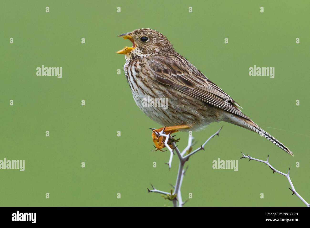 Corn Bunting (Miliaria calandra) singing from a branch Stock Photo - Alamy