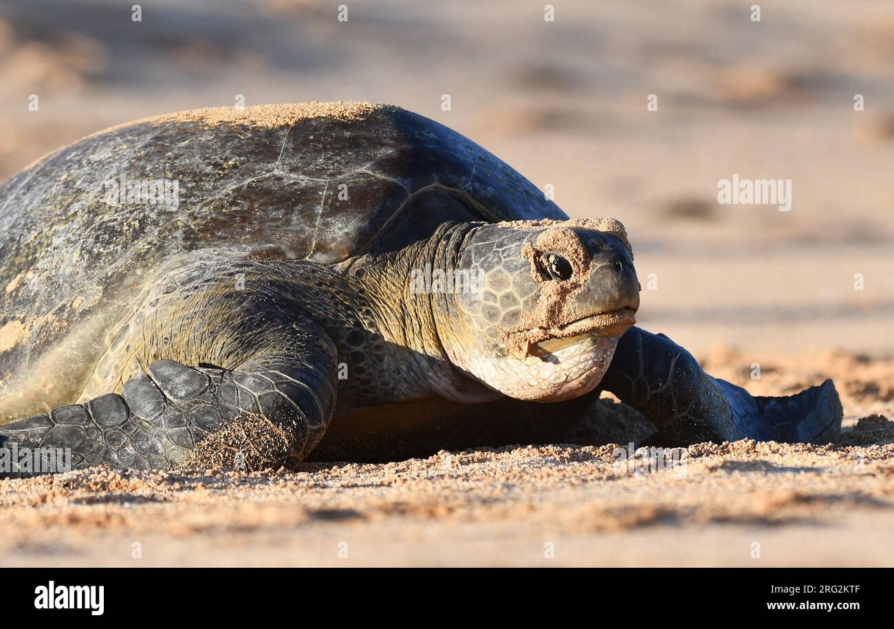 Ascension island turtle hi-res stock photography and images - Alamy