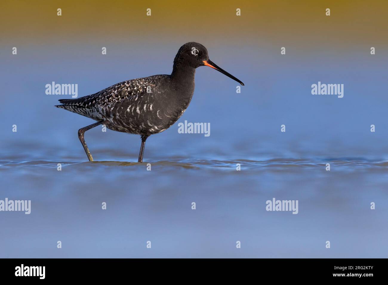 Adult breeding plumage Spotted Redshank (Tringa erythropus) in Italy ...